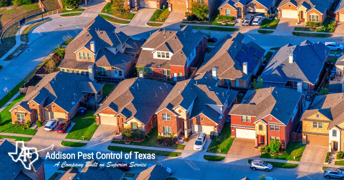 Common Dallas Pests and How to Get Rid of Them