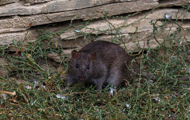 Roof Rats In Dallas: How To Get Them Off and Keep Them Off