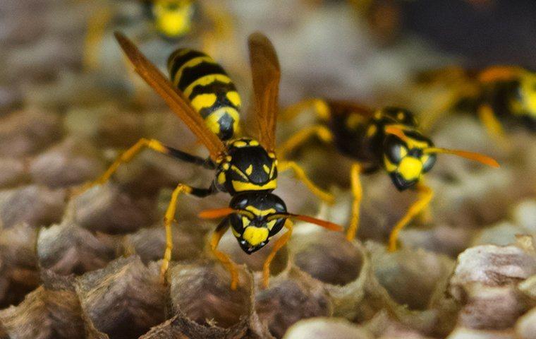 How To Keep Wasps Off Your Dallas Yard
