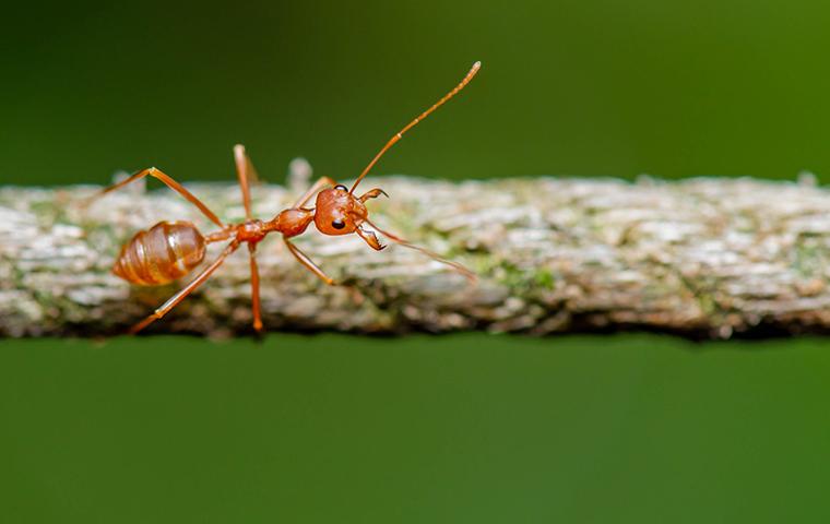 Pest Spotlight: Fighting Fire Ants In Dallas
