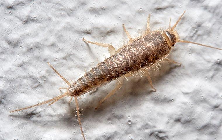 Why Are There Silverfish In My Dallas Home?