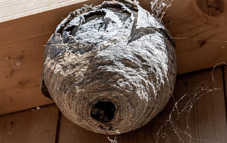 The Trick To Keeping Hornets And Wasps Away From Your Dallas Yard
